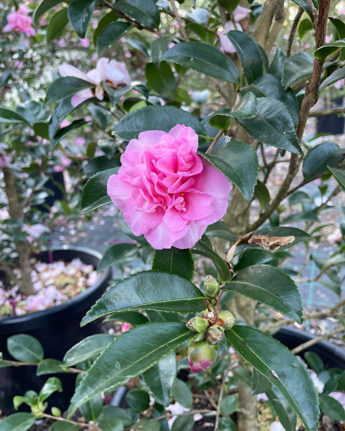 Camellia Sasanqua – Camellia Grove Nursery
