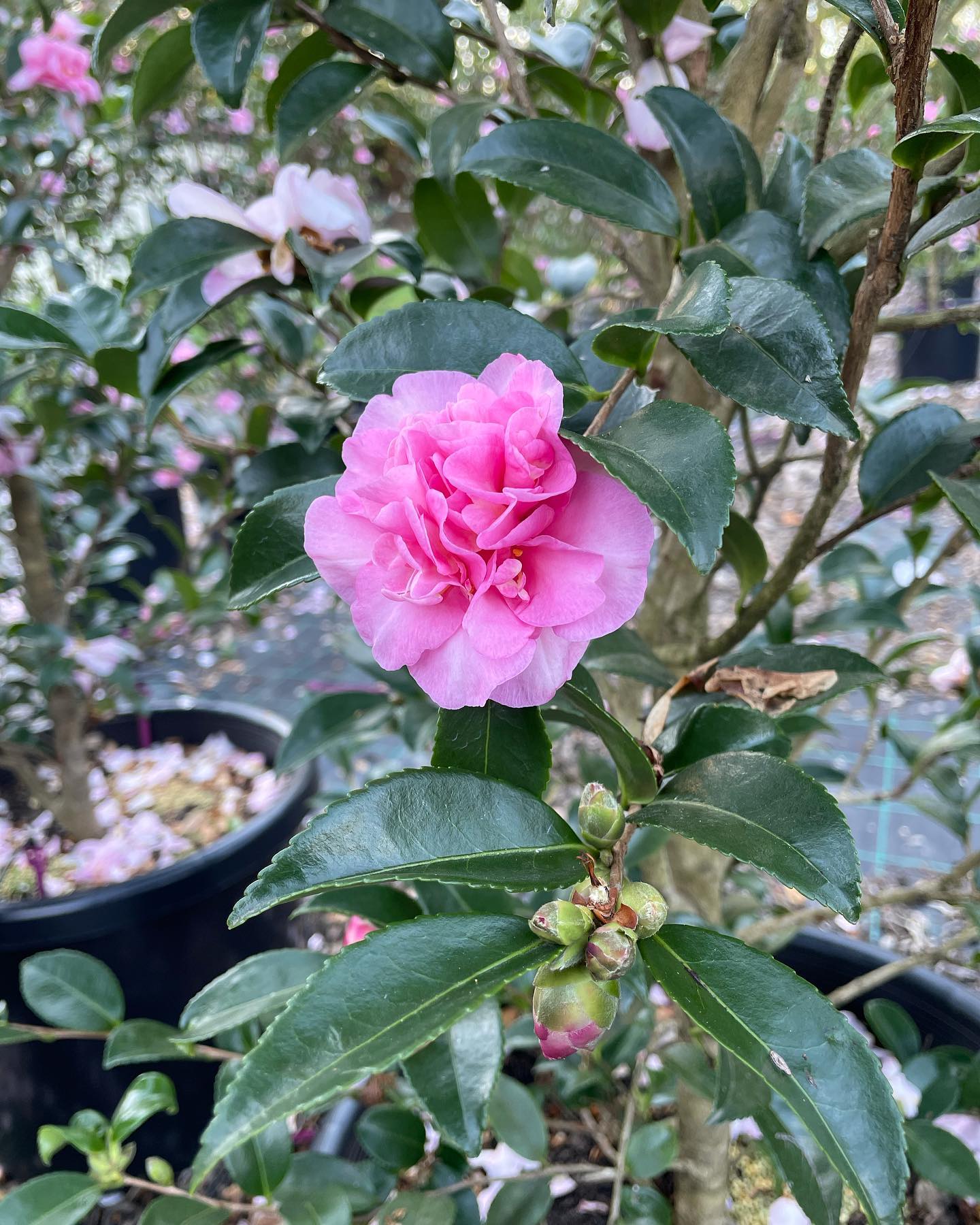 Camellia Sasanqua – Camellia Grove Nursery