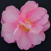 Otome-Sazanka – Camellia Grove Nursery