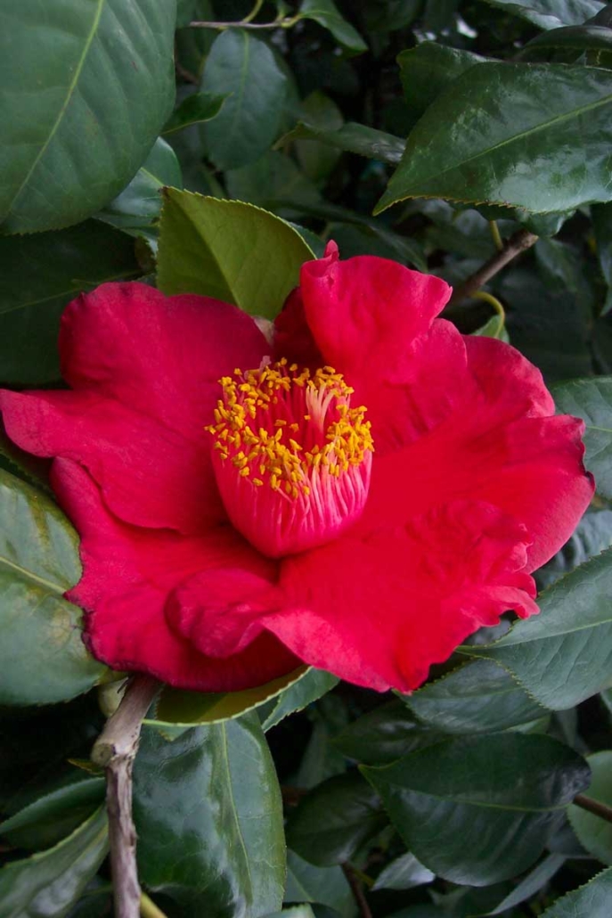 Camellia Reticulata – Camellia Grove Nursery