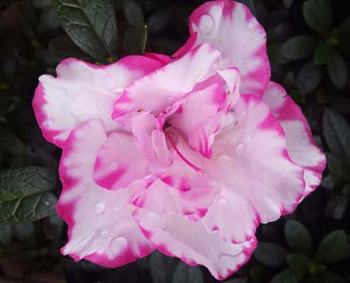 Azalea Collection – Camellia Grove Nursery